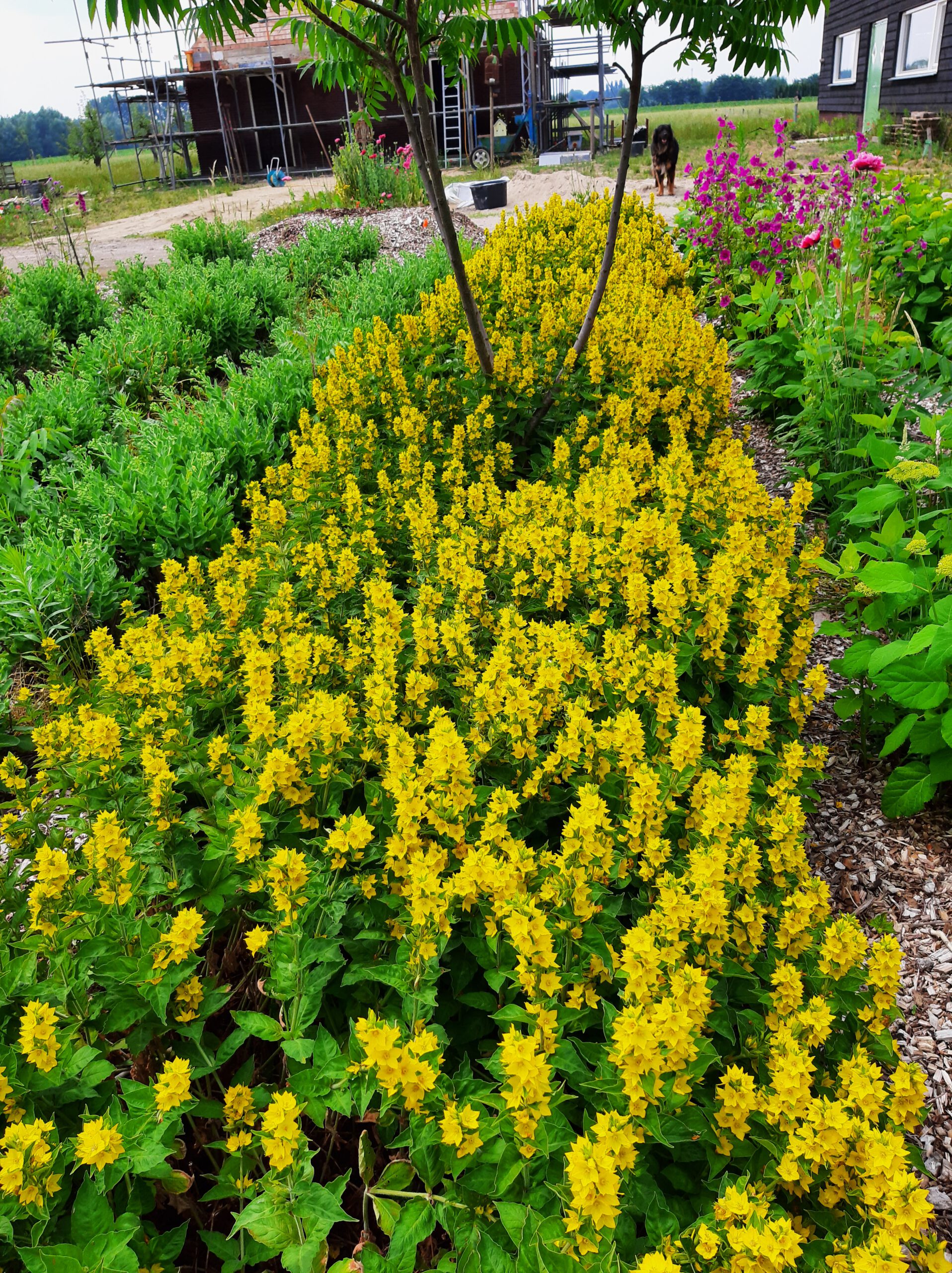 Vaste planten – Temple of Flora